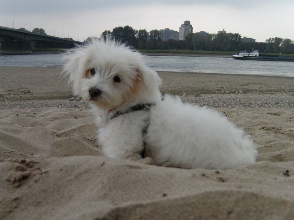 mein puffel muffel *-* die süsse heißt cherry Foto & Bild | tiere ...