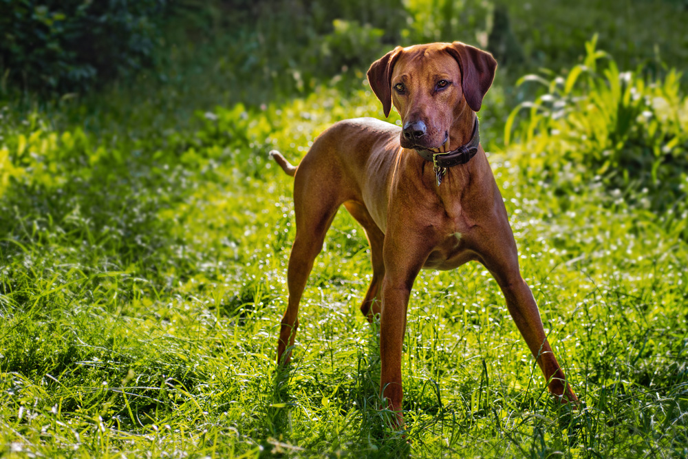 Mein Revier Foto & Bild | tiere, haustiere, hunde Bilder auf fotocommunity