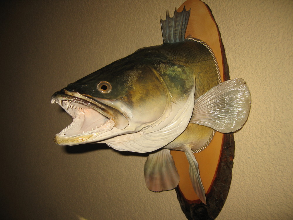 mein Rhein Zander 9,12kg 92cm Foto & Bild | tiere, wildlife, fische ...