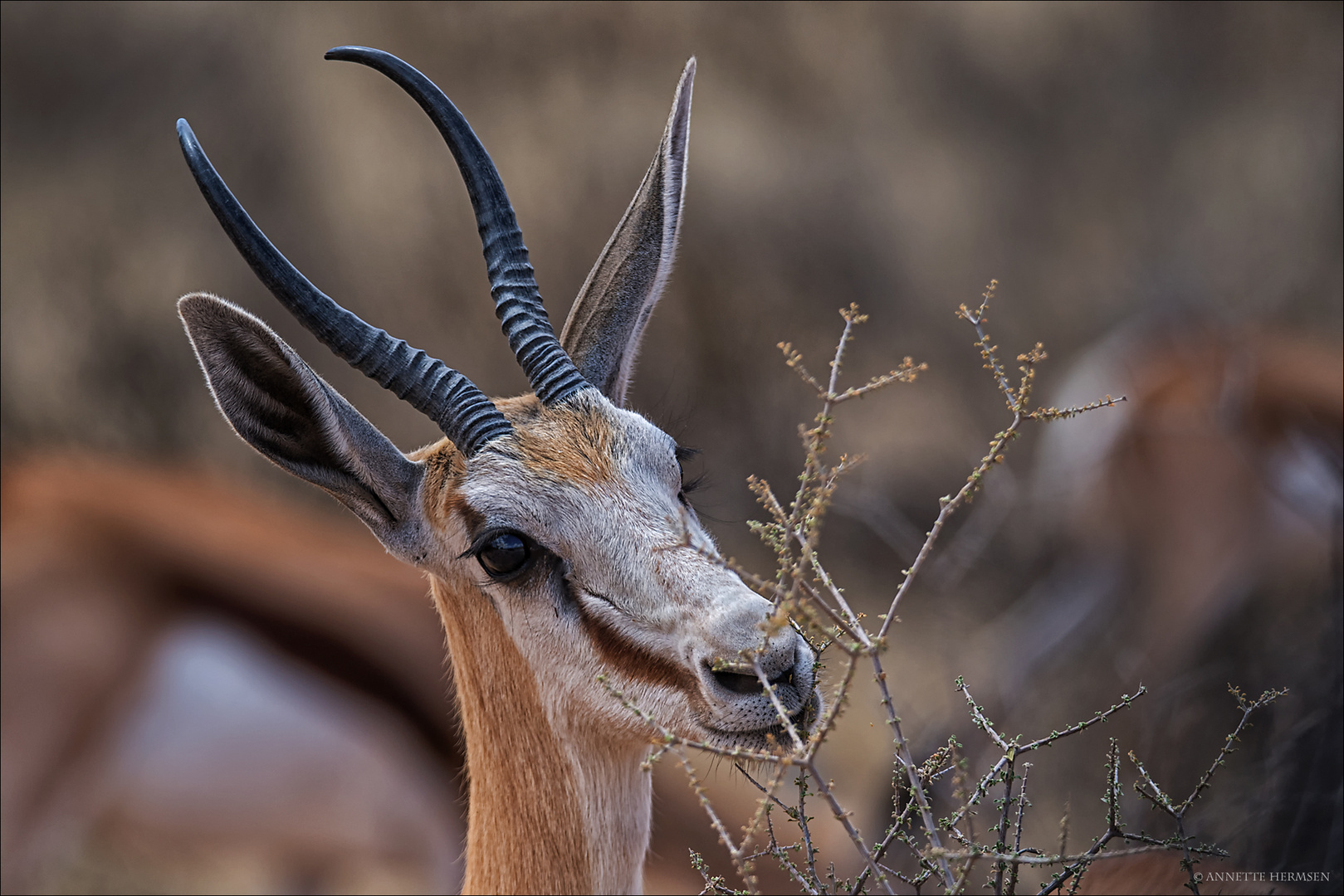 Mein Roadmovie [30] - Springbock Foto & Bild | world, natur, south ...