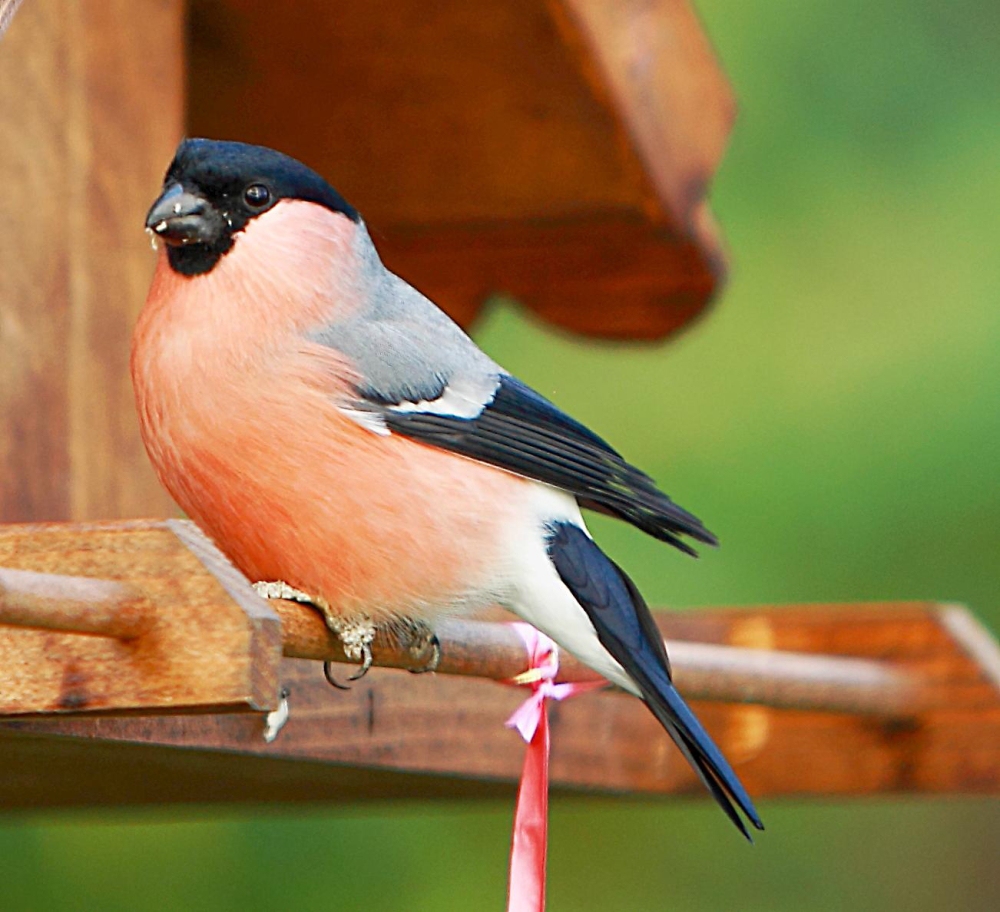 mein rosa Riese... Foto & Bild | tiere, wildlife, wildlife luder ...