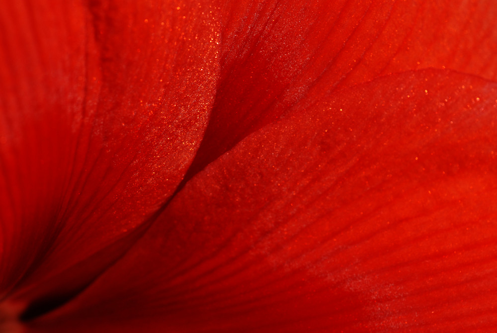 mein rot Foto & Bild | natur-makros, natur-kreativ, aufnahmetechniken ...