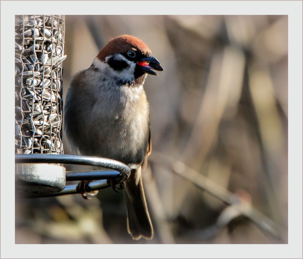 Mein rotes Zünglein zeig ich euch Foto & Bild | tiere, wildlife ...