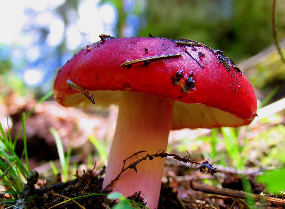 Mein Rotkäppchen Foto & Bild | pflanzen, pilze & flechten, pilze ...