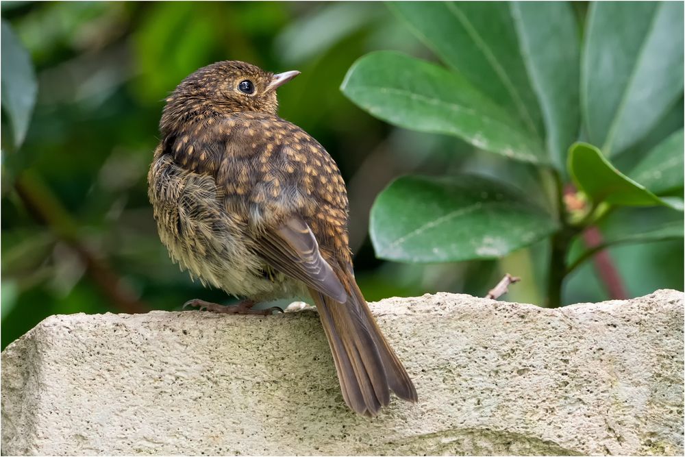 Mein Rücken kann entzücken ..... Foto & Bild | tiere, wildlife, wild ...