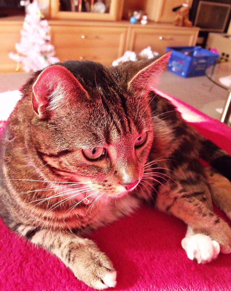 Mein Schätzchen Foto & Bild | tiere, haustiere, katzen Bilder auf fotocommunity