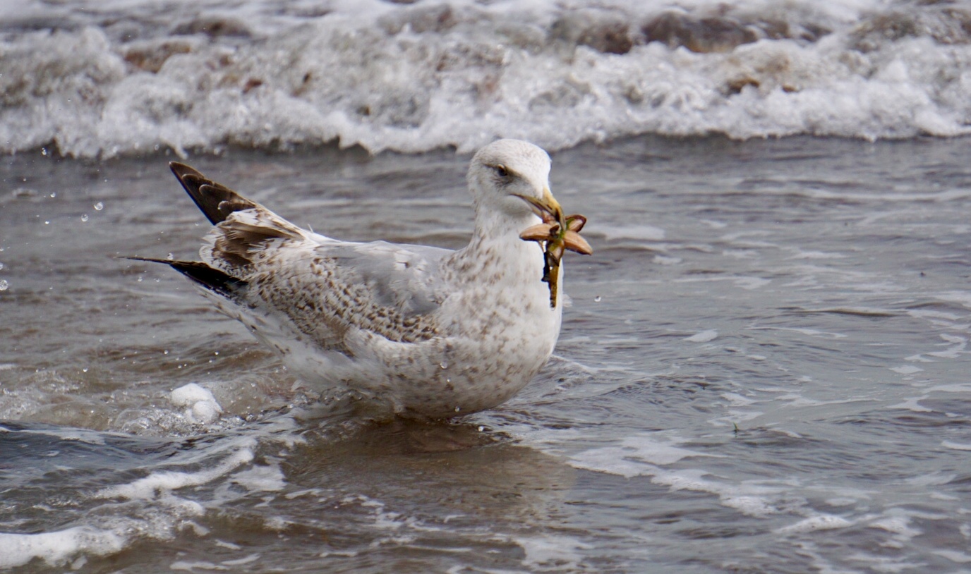 Mein Stern ! Foto & Bild | ostsee, vögel, deutschland Bilder auf ...
