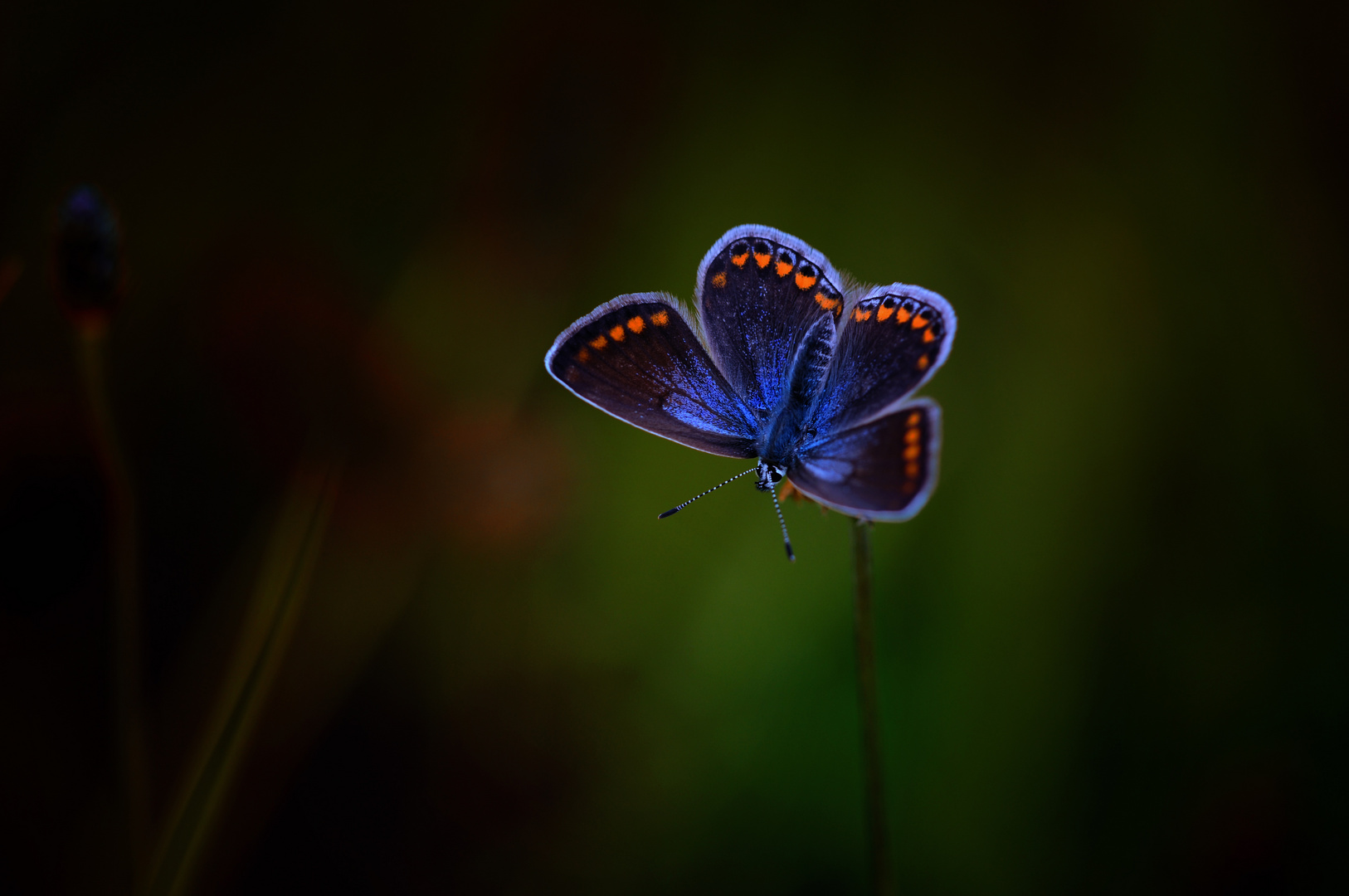 Mein Stern Foto & Bild | natur-kreativ, nature, sunset Bilder auf ...