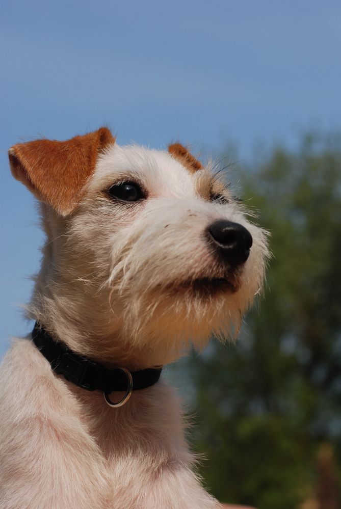 mein Sweety Foto & Bild | tiere, haustiere, hunde Bilder auf fotocommunity