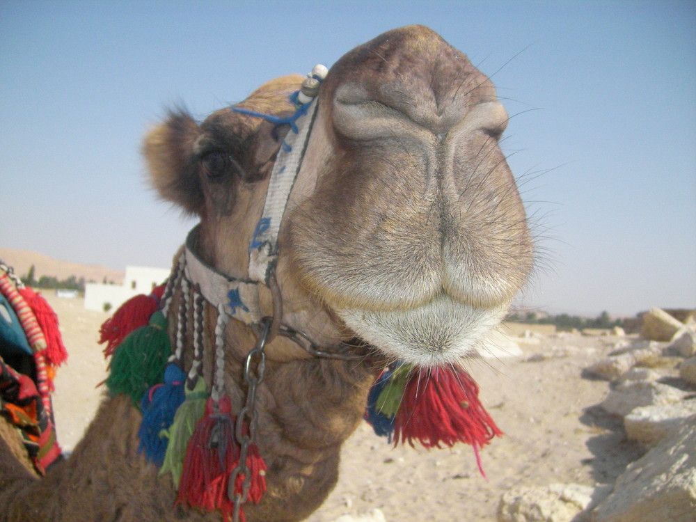 Mein Taxi in Syrien Foto & Bild | tiere, natur Bilder auf fotocommunity