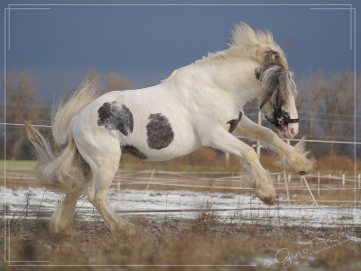Mein Tinker Hengst Foto & Bild | tiere, haustiere, pferde, esel ...