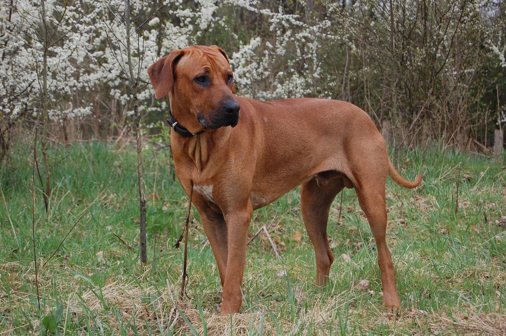 mein treuer Begleiter ... Foto & Bild | tiere, haustiere, hunde Bilder ...