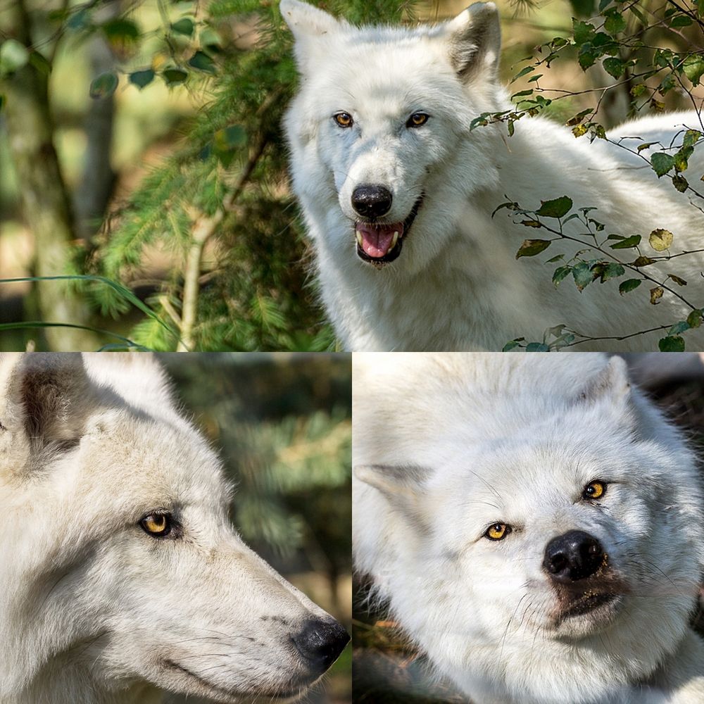 Mein weißer Wolf Foto & Bild | tiere, zoo, wildpark & falknerei ...