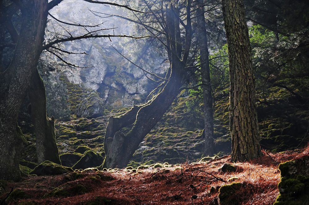 Mein Zauberwald Foto & Bild | deutschland, europe, mecklenburg ...