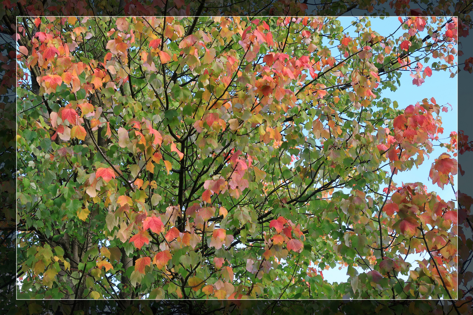 Mein zweiter Frühling Foto & Bild | oktober, baum, natur Bilder auf fotocommunity