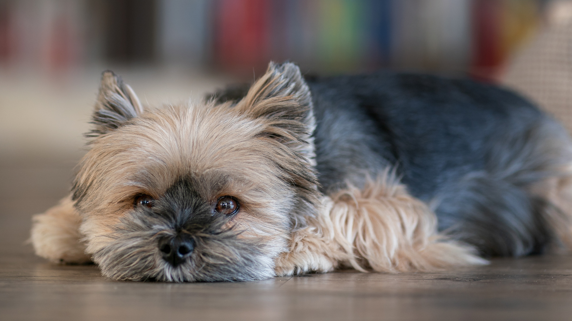 Mein Zwerg Foto & Bild | tiere, haustiere, hunde Bilder auf fotocommunity Mein Zwerg Foto & Bild | tiere, haustiere, hunde Bilder auf fotocommunity