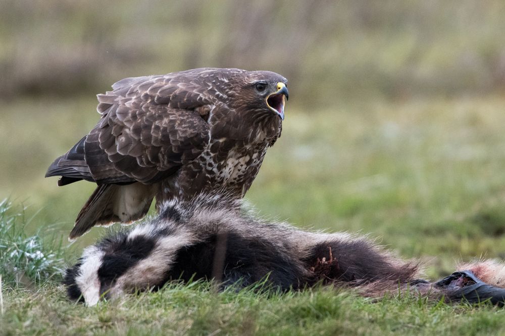 Meine Beute Foto & Bild | tiere, wildlife, wildlife luder-futterplätze ...