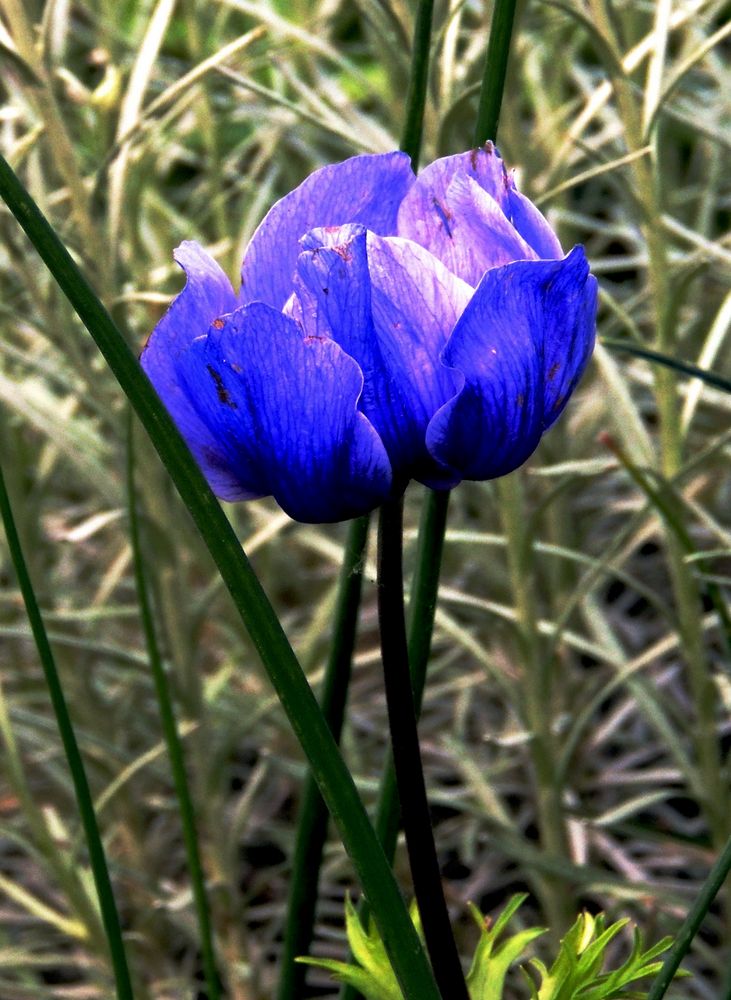 Meine blaue Wunderblume Foto & Bild | pflanzen, pilze & flechten, blüten- & kleinpflanzen ...