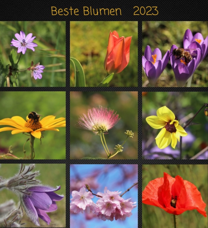 Meine Blumen des Jahres 2023 Foto & Bild | projekte, 3 - mittwochsblümchen, jahresrückblick ...