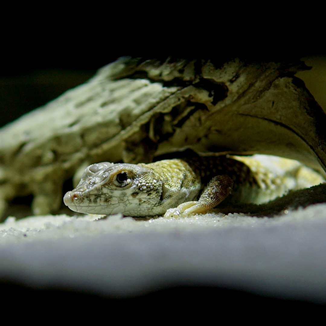 Meine Echsen Foto & Bild | makro, natur, tiere Bilder auf fotocommunity