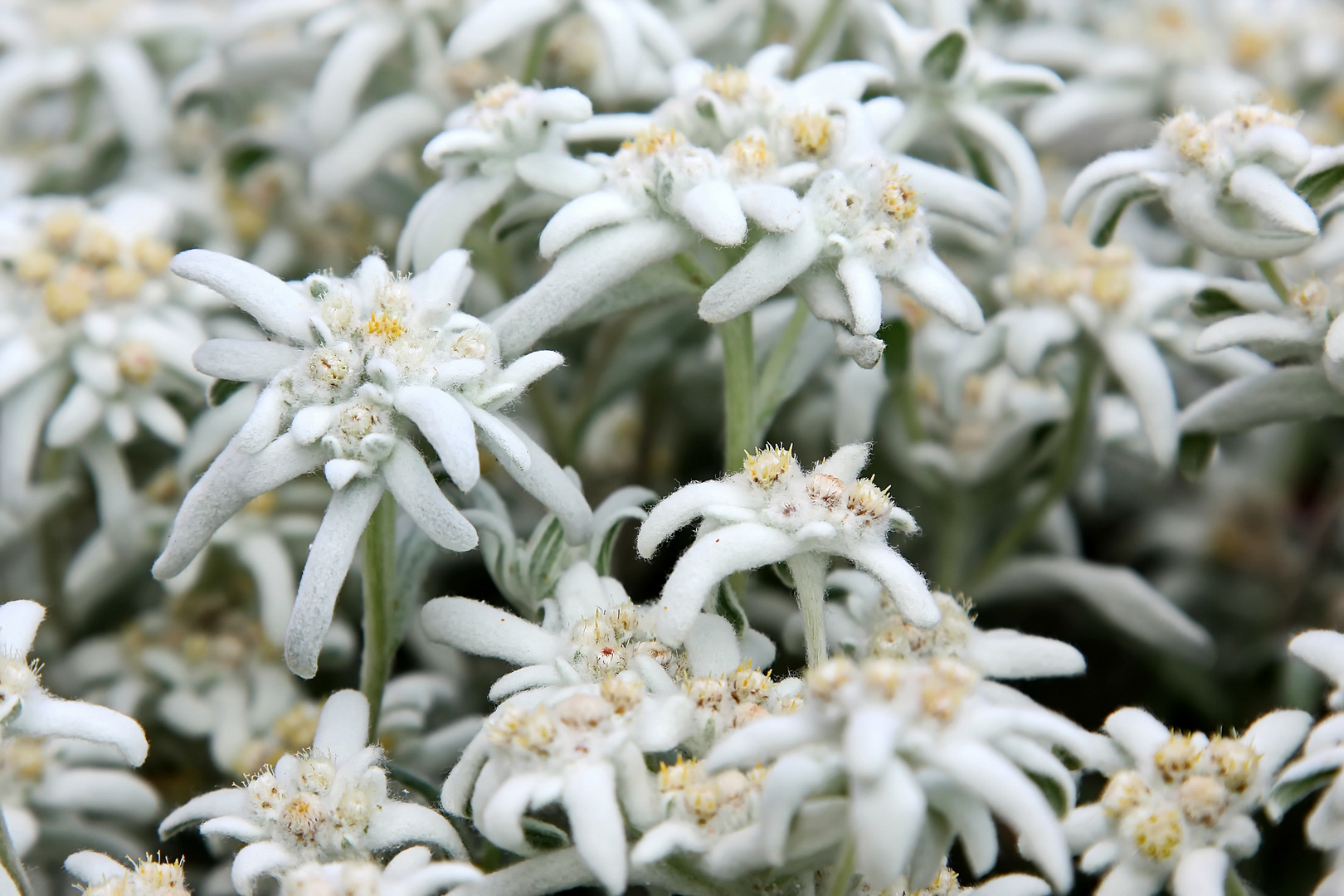 Meine Edelweiß Plantage Foto & Bild | pflanzen, pilze & flechten ...