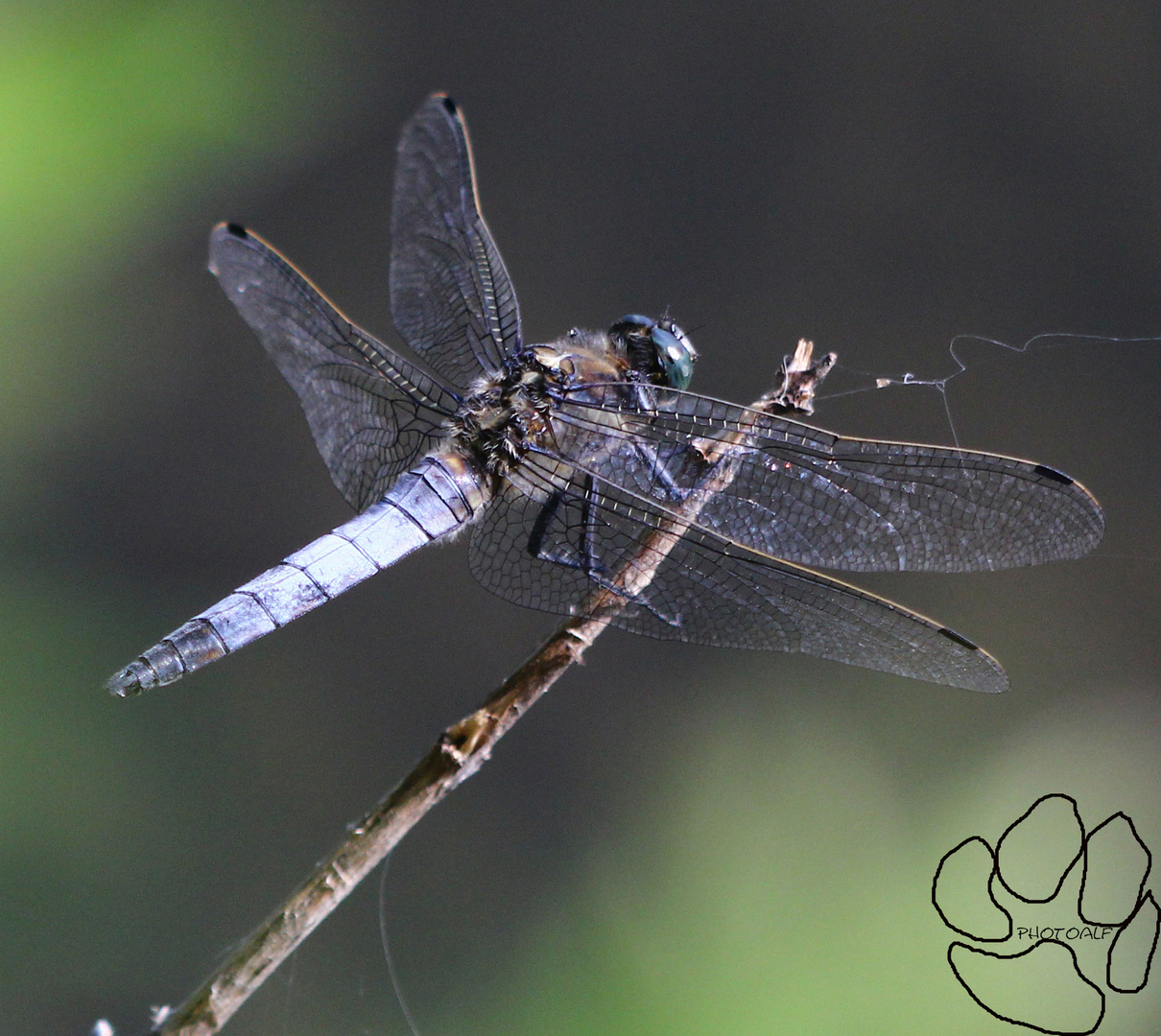 Meine erste Groß-Libelle (Plattbauch -Libelle) Foto & Bild | tiere ...
