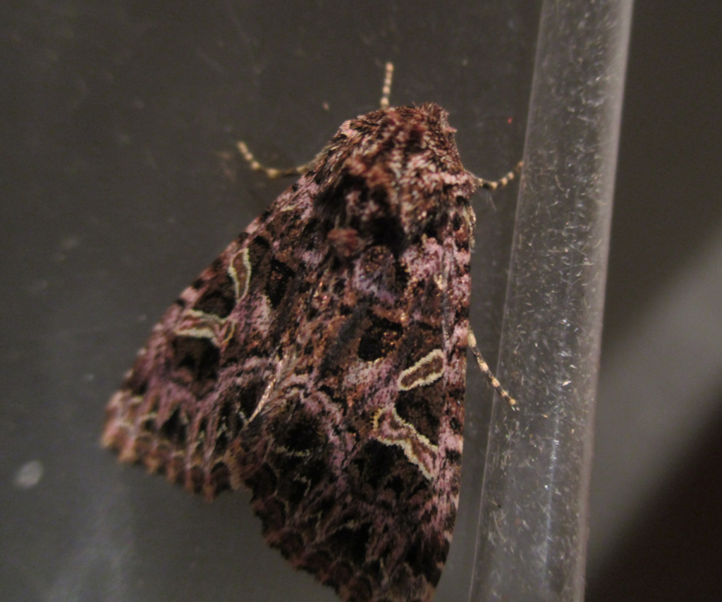 meine erste Hadena perplexa- Leimkraut Nelkeneule Foto & Bild ...