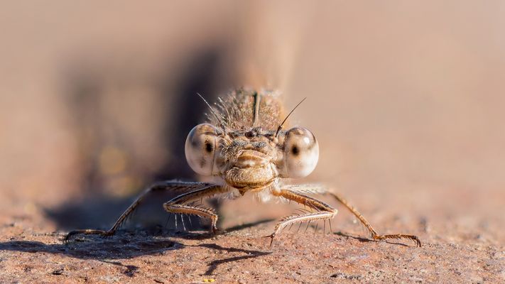 Libellen Bilder & Fotos