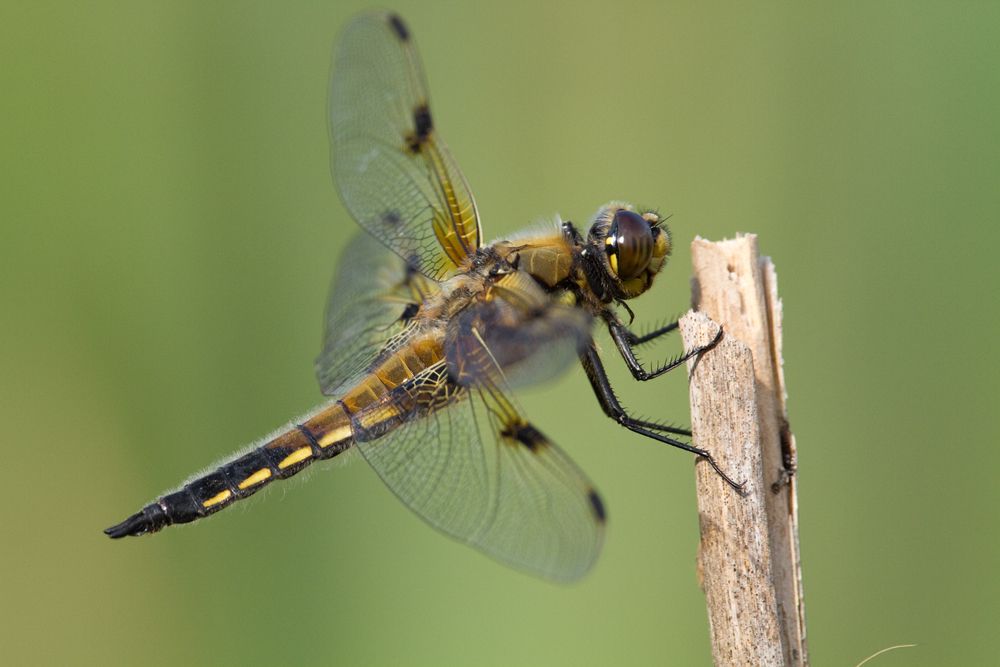 Meine erste Libelle, gleich riesen groß Foto & Bild | tiere, wildlife ...