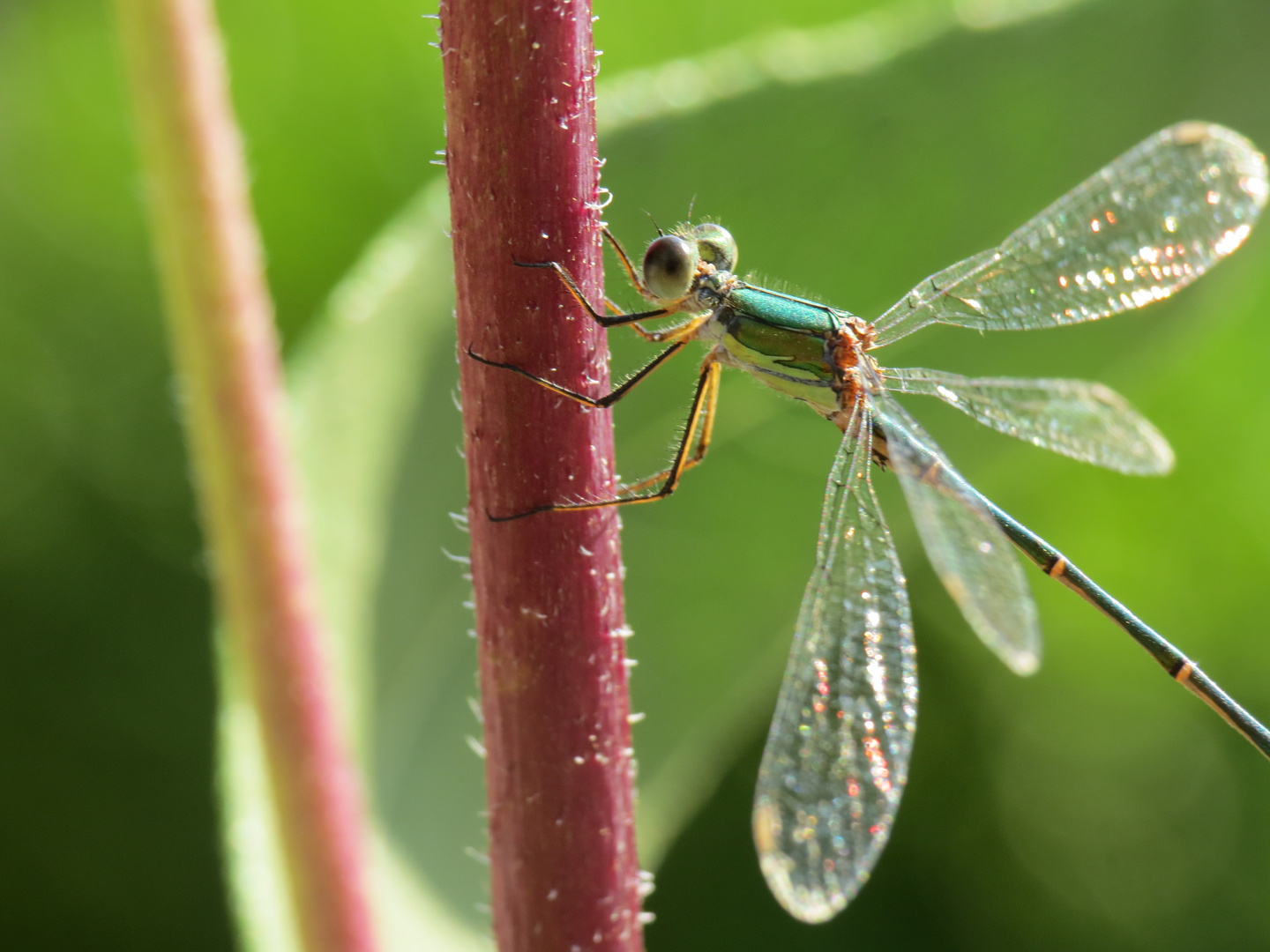 Meine erste Libelle Part 2 - Weidenjungfer (Chalcolestes viridis) Foto ...