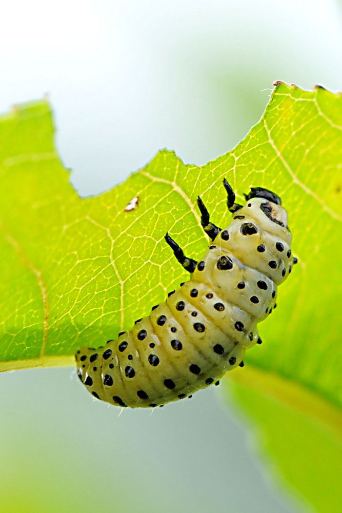 Meine erste Raupe Foto & Bild | tiere, wildlife, insekten Bilder auf ...