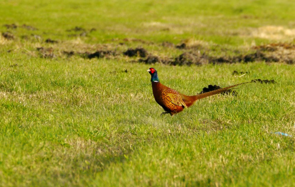 Meine "Fasanenjagd" / 4 Foto & Bild | naturimpressionen..., herbst ...