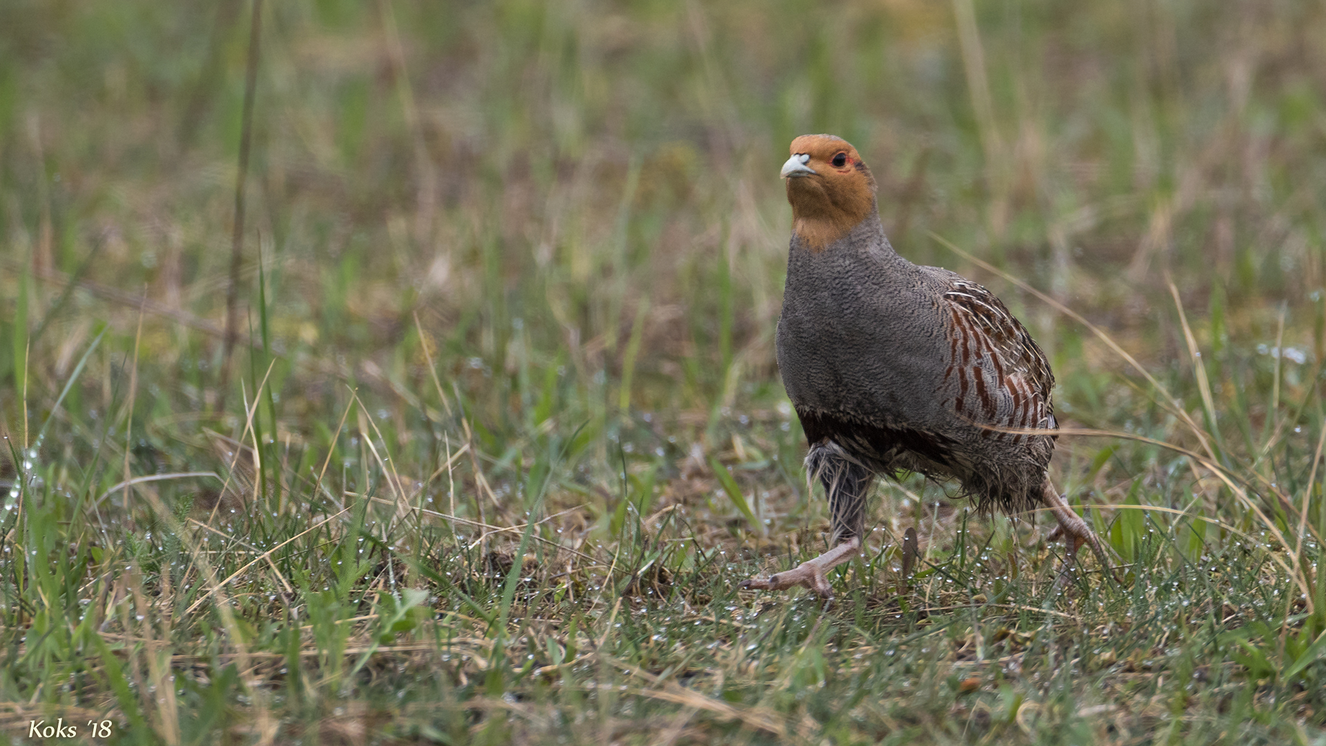MEINE FRESSE Foto & Bild | tiere, wildlife, wild lebende vögel Bilder ...