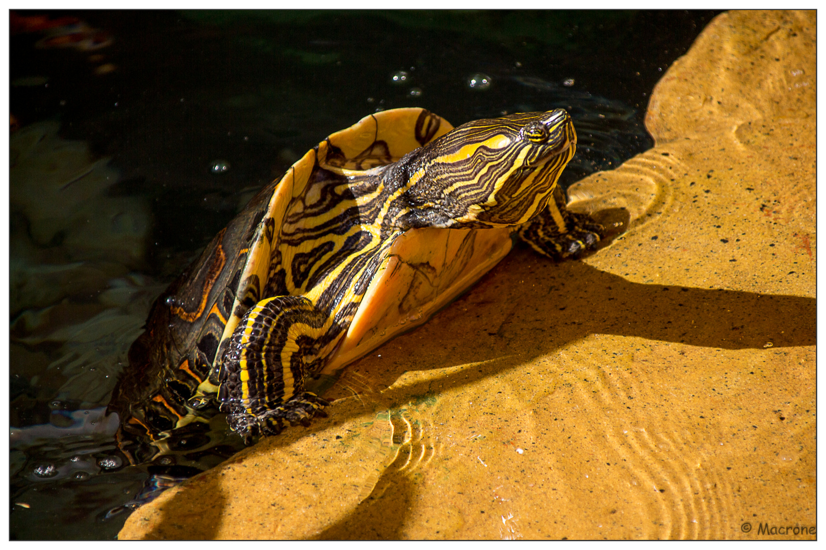 Meine Freunde nennen mich Lurchi Foto & Bild | spain, world, natur ...