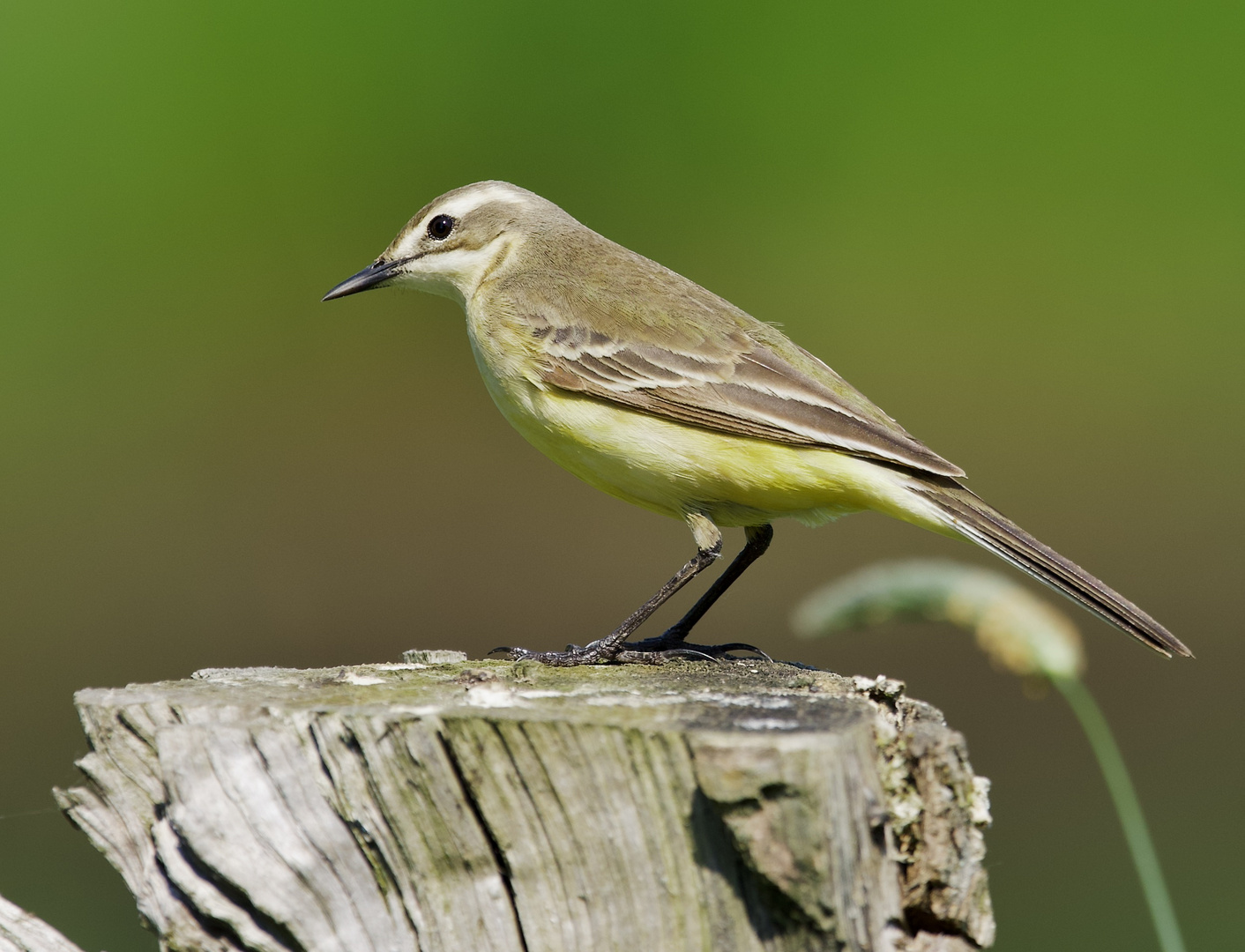 Meine Freundin aus der Heide...... Foto & Bild | tiere, wildlife, wild ...