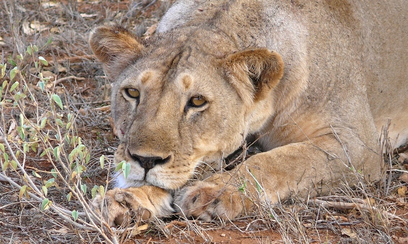 Meine Freundin "Mama Simba" Foto & Bild | tiere, wildlife, wildlife ...