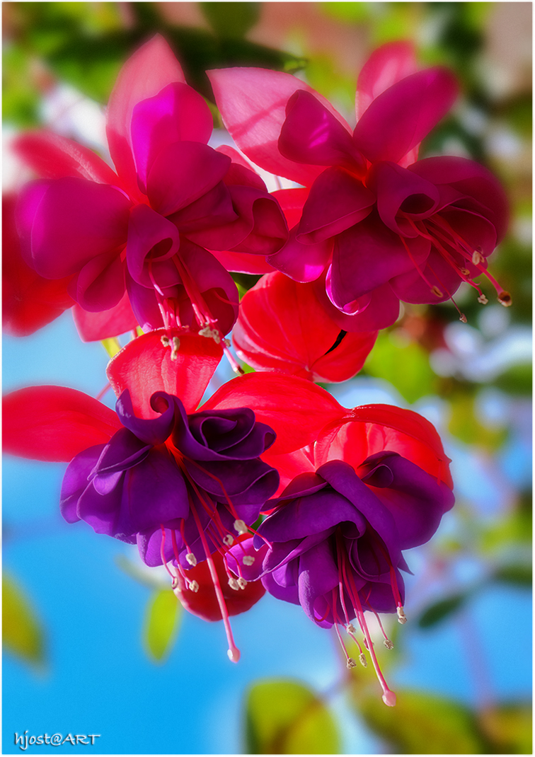 meine Fuchsien ... Foto & Bild | fotos, spezial, makro Bilder auf ...