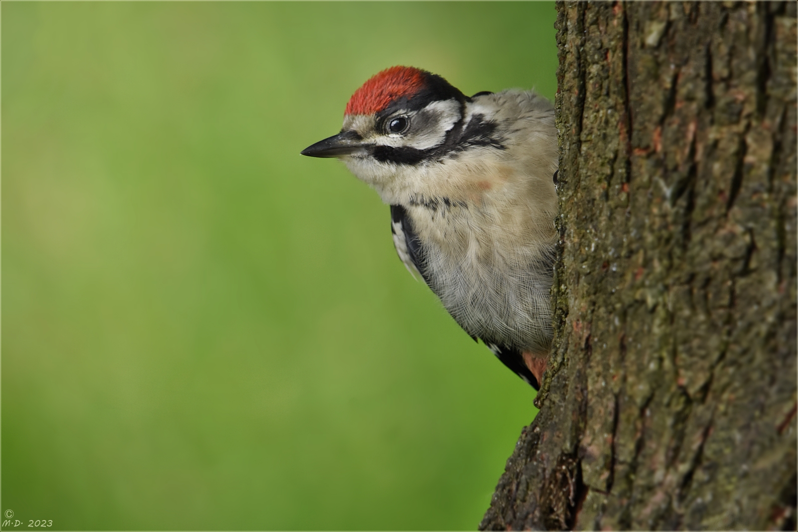 Meine Geduld wurde belohnt ... Foto & Bild | fotos, natur, tiere Bilder ...