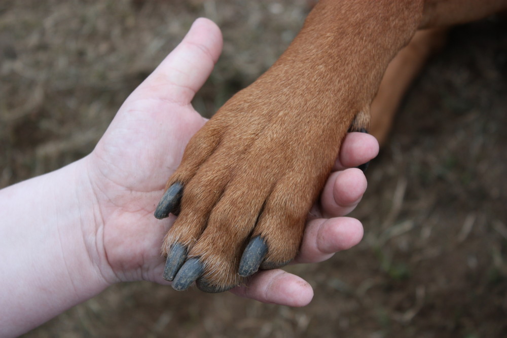 Meine Hand und Chuma's Pfote Foto & Bild | tiere, tier und mensch ...