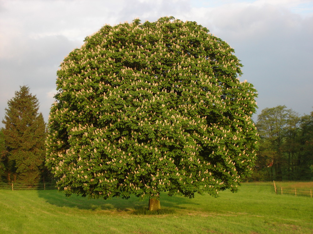Meine Kastanie im Frühling Foto & Bild | jahreszeiten, frühling, natur ...
