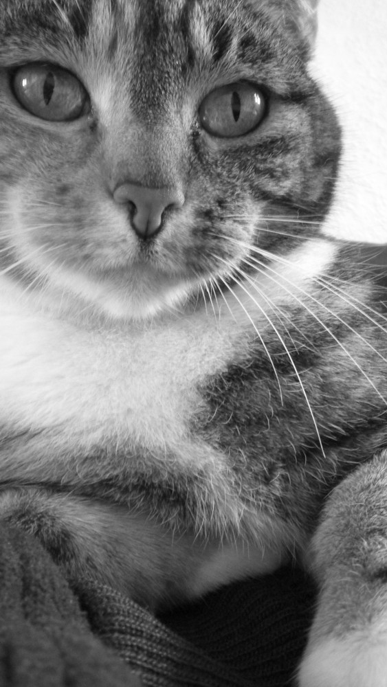 meine Katz Foto & Bild | tiere, haustiere, katzen Bilder auf fotocommunity