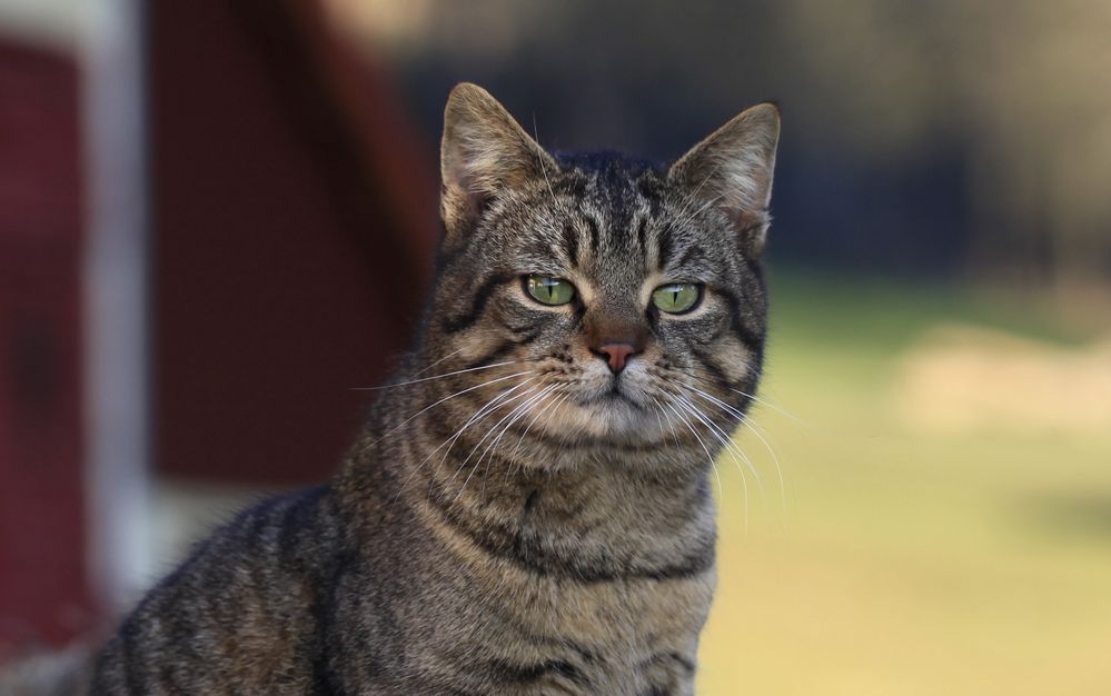 meine Katze Foto & Bild | tiere, haustiere, katzen Bilder auf fotocommunity