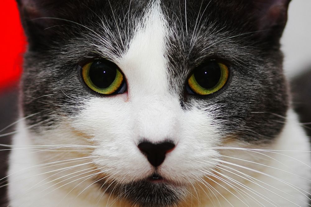 Meine Katze Foto & Bild | fotos, natur, portrait Bilder auf fotocommunity