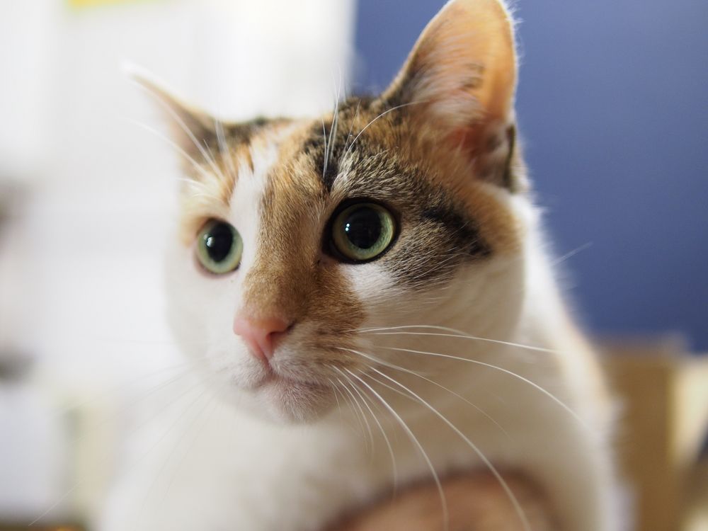 Meine Katze Foto & Bild | tiere, katzen , katze Bilder auf fotocommunity