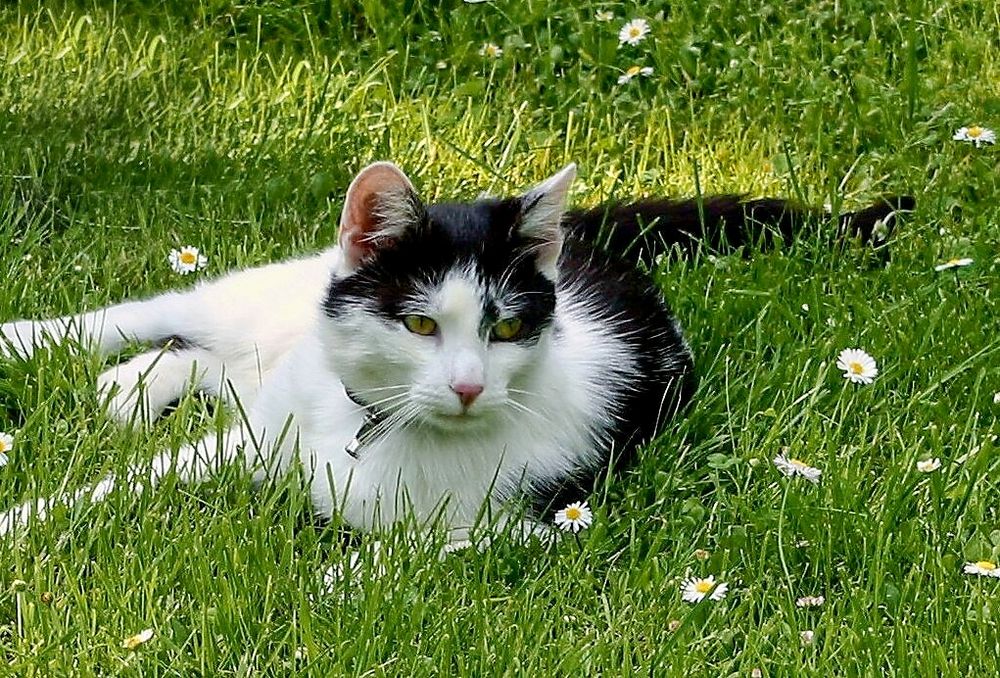 Meine Katze Foto & Bild | natur, hauskatze, tiere Bilder auf fotocommunity