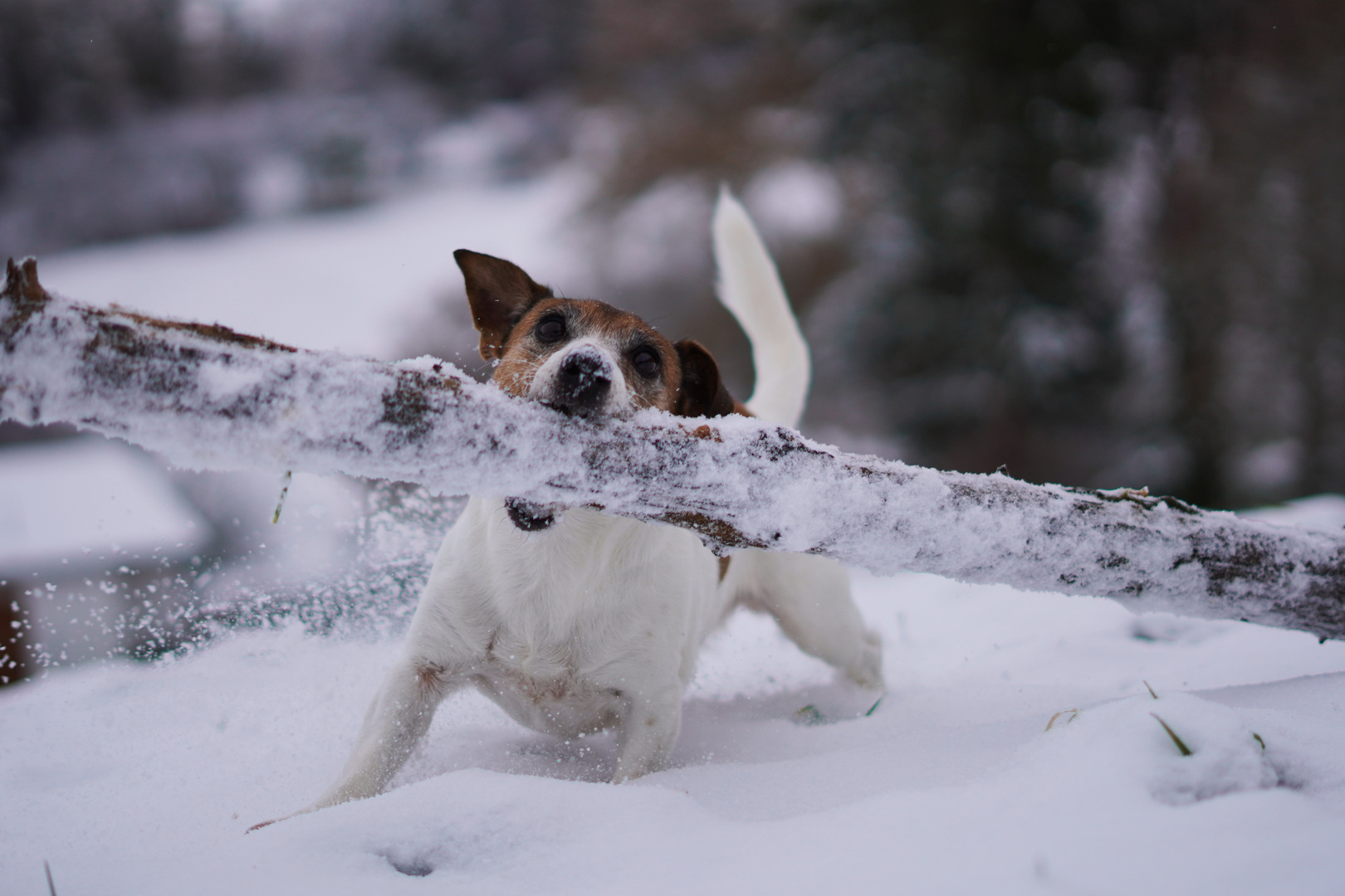 Meine kleine Maus;) Foto & Bild | tiere, haustiere, hunde Bilder auf ...