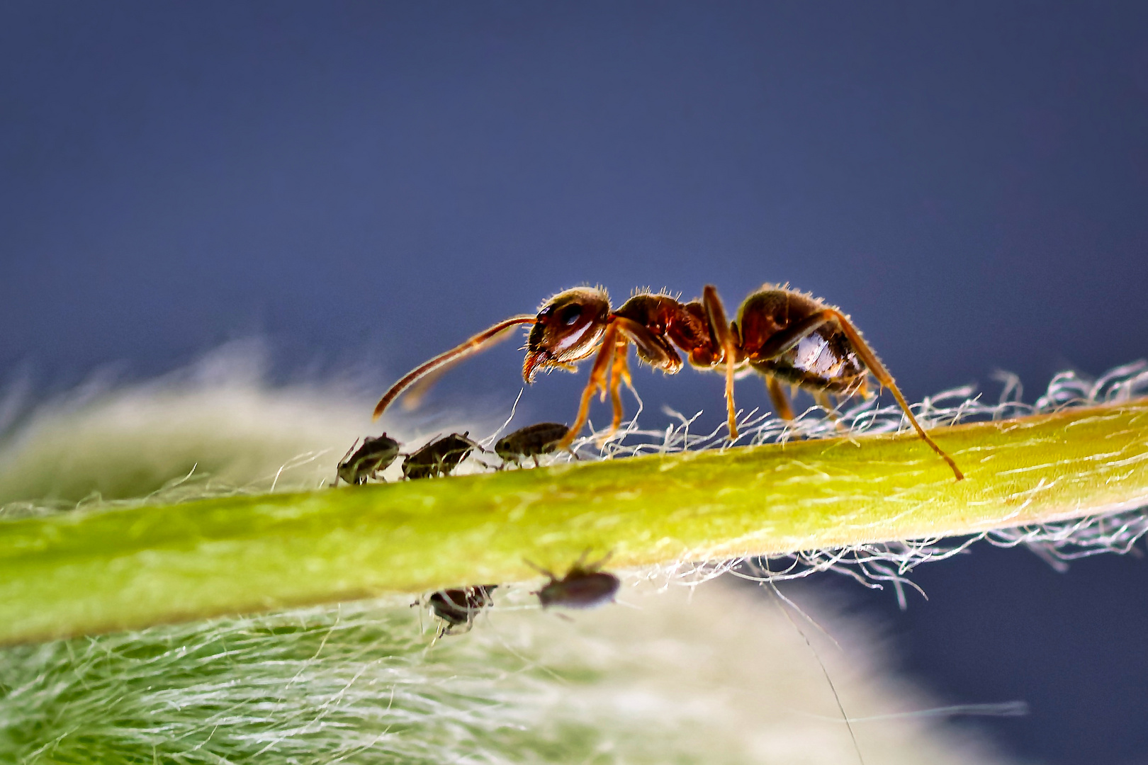 Meine kleinen Läuse Foto & Bild | nah- & makro, tiere, wildlife Bilder ...