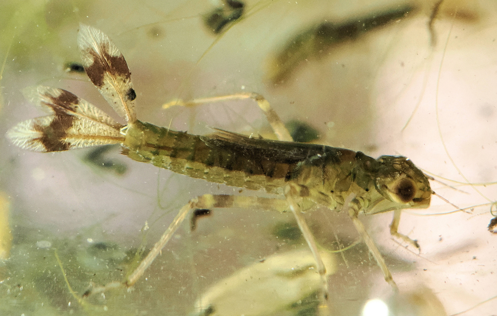 Meine kleinen Libellen Larven :) Foto & Bild | natur, tiere, wildlife ...