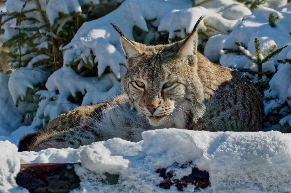 Meine Kuhle! Foto & Bild | tiere, zoo, wildpark & falknerei, säugetiere ...