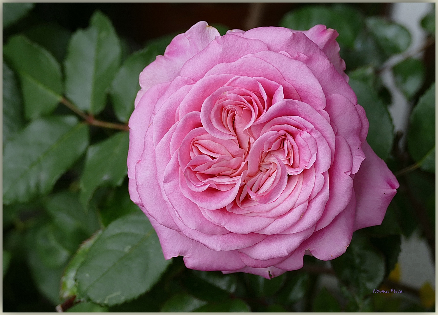 Meine Liebling Foto & Bild | macro , natur, macro Bilder auf fotocommunity